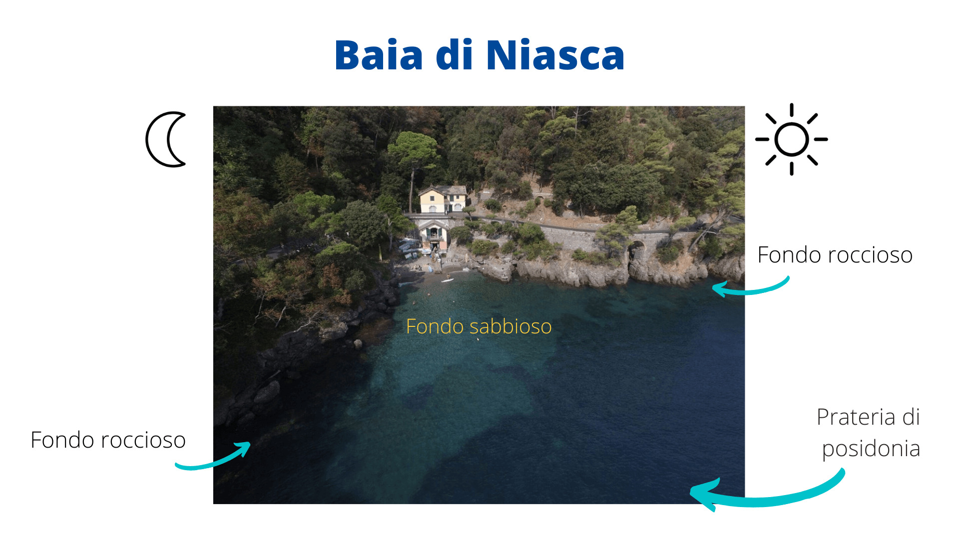 Paraggi Bay, Portofino: 5 interesting facts about the flora and fauna