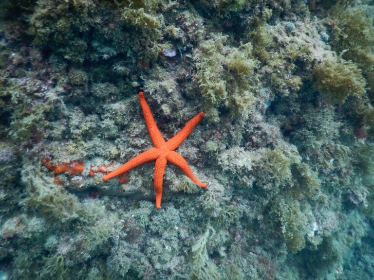Paraggi Bay, Portofino: 5 interesting facts about the flora and fauna